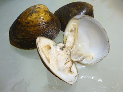 TanamSendiri.com -- Grow Your Own: Kisah Mencari Lokan