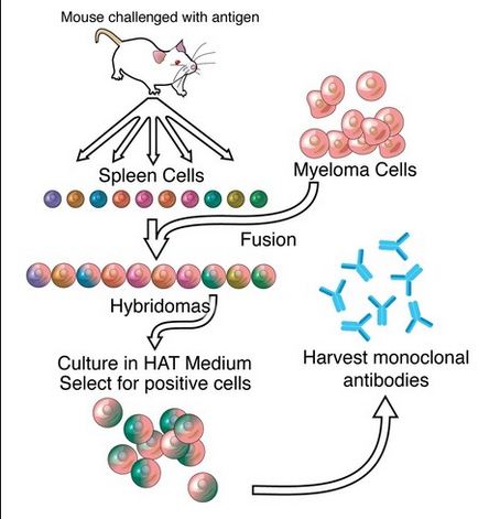 Cell strains |Genetic Engineering Info