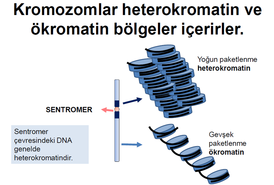epigenetik: Karıştırılan bazı kavramlar...