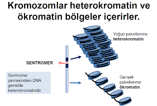 epigenetik: Karıştırılan bazı kavramlar...