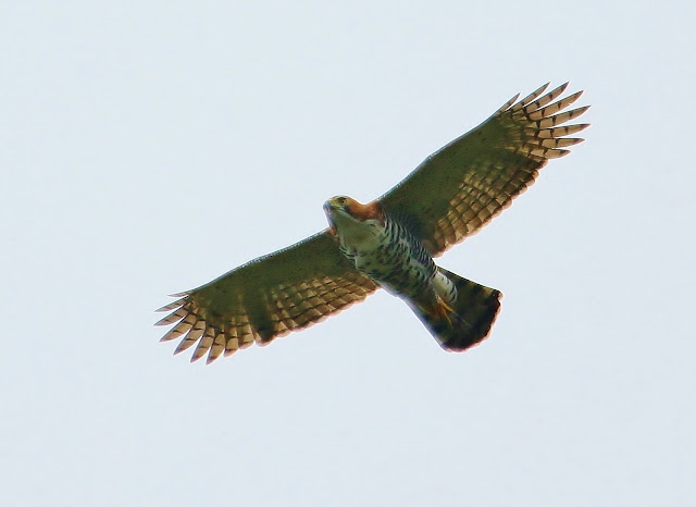 Nuestro bello mundo...: ORNATE HAWK-EAGLE, Spizaetus ornatus, Aguila de ...