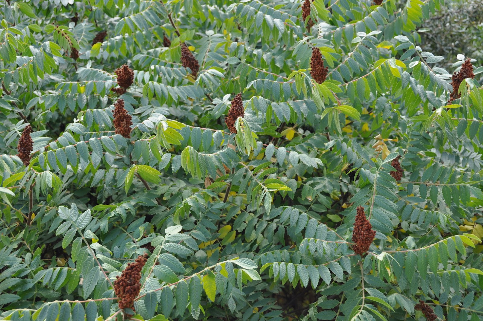Manuel Cabello y Esperanza Izquierdo: "El blog de Ocurris". "Ubrique en ...