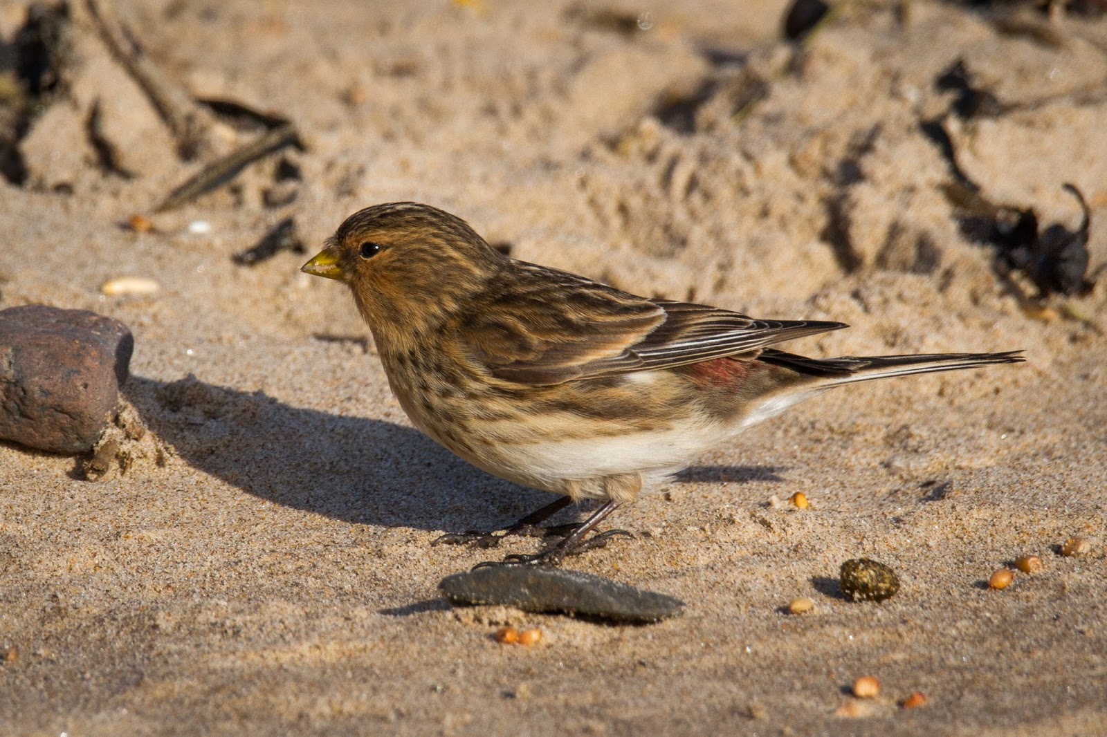 TrogTrogBlog: Bird of the week - Twite