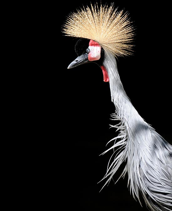 Jornal dos Bichos - Animal em Fatos, vídeos e fotos: Grou-coroado-preto ...