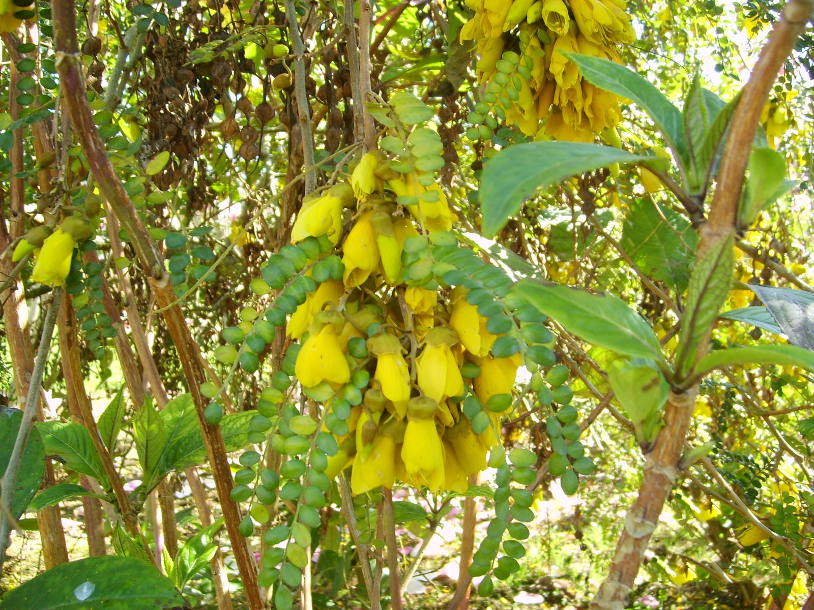 photographing New Zealand: kowhai