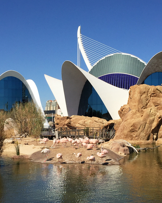 Fotos Del Oceanografic De Valencia