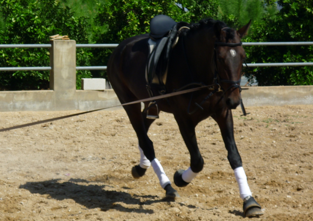 YEGUADA ALFONSO ENRI SEMENTALES GANADERIA: OLDEM OLAF CABALLO CENTROEUROPEO