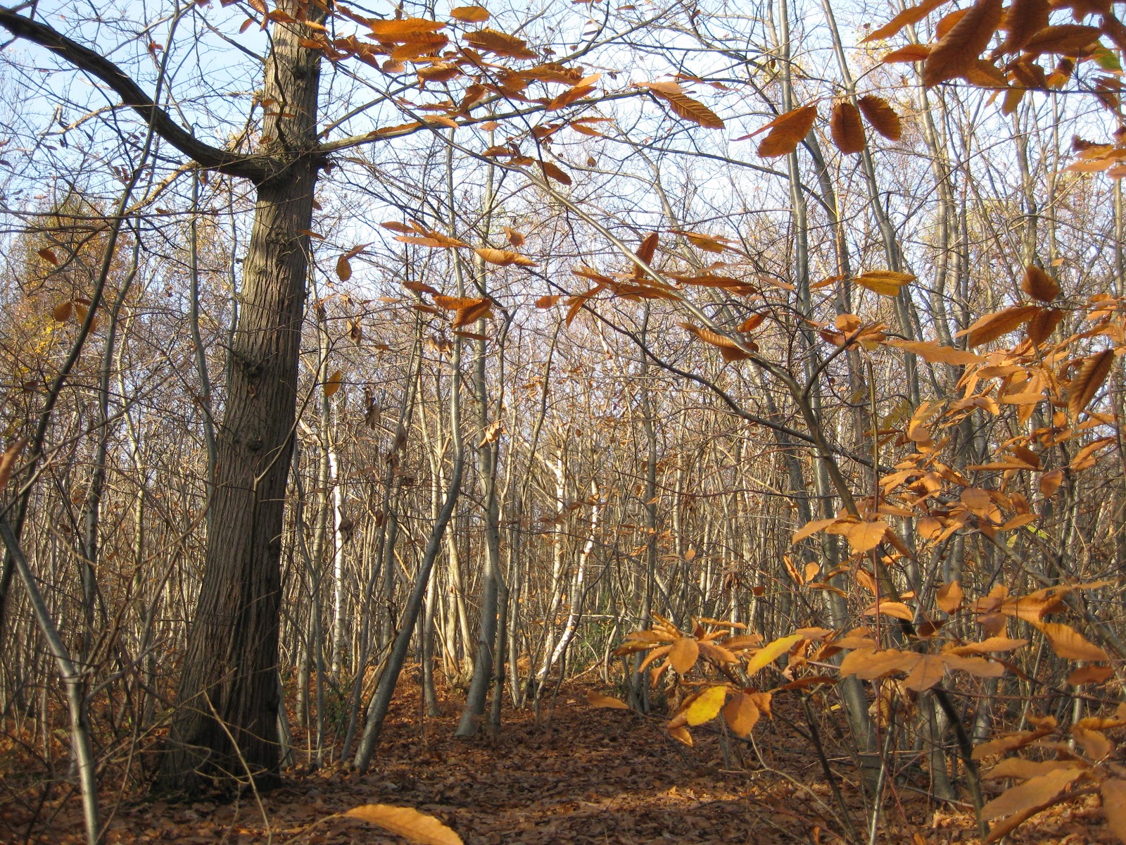 DoGoo - Contemporary Clay Idols: The body, the Blean woods and a pear tart.