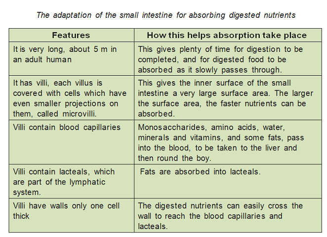 # 56 Absorption, small intestine and significance of villi | Biology ...