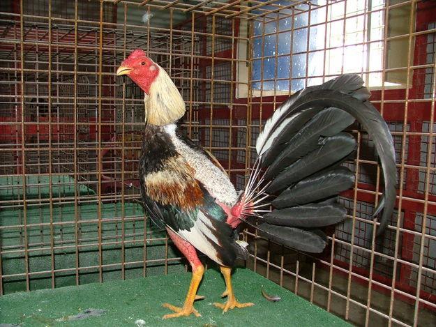 Galleras Red Bull: gallo giro