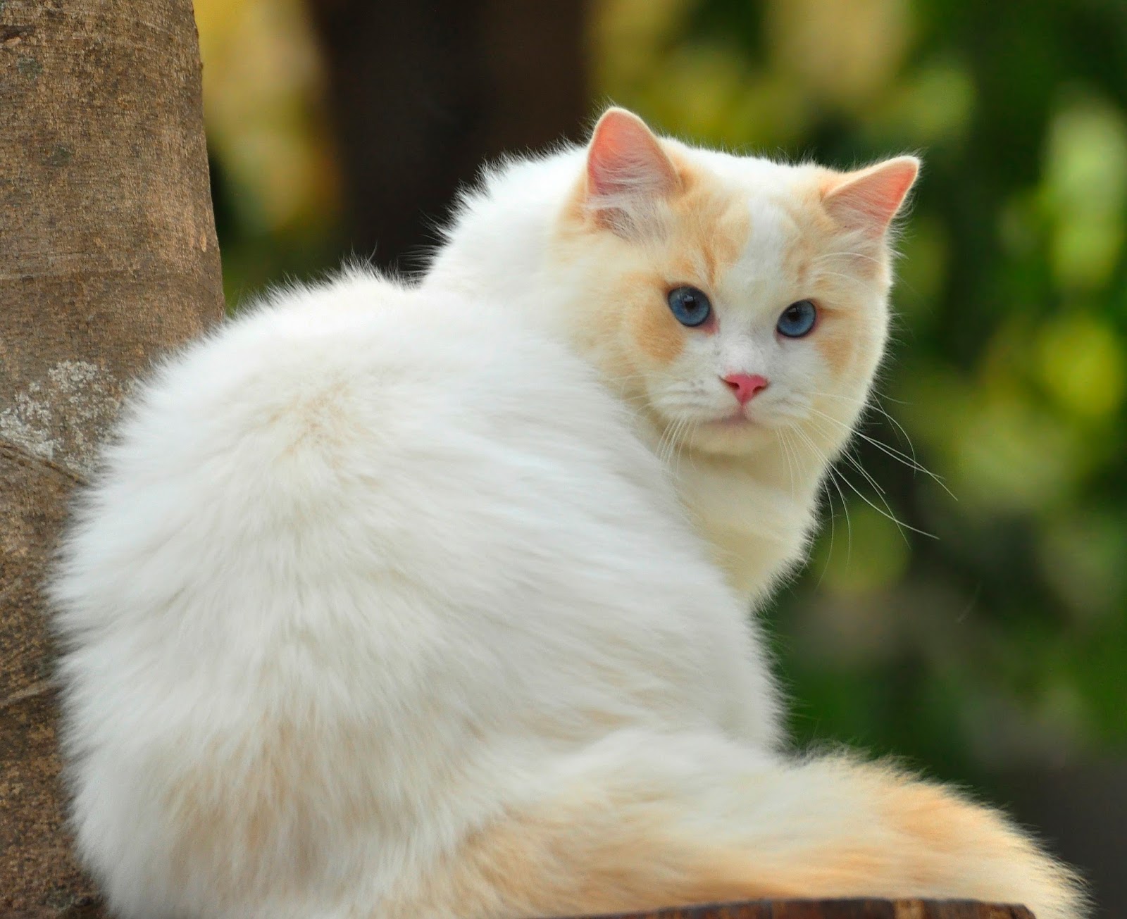 kucing kucing: Kucing Berbulu Pendek (Short Hair) akan menjadi Trend ...