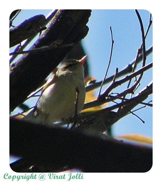 Forum of Himalayan Studies