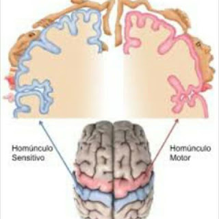 Neuropsicología: ¿Qué importancia tiene en nosotros el homúnculo de ...