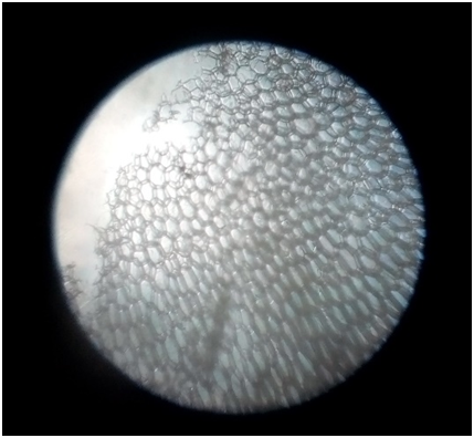 Laporan Praktikum Mikroskop