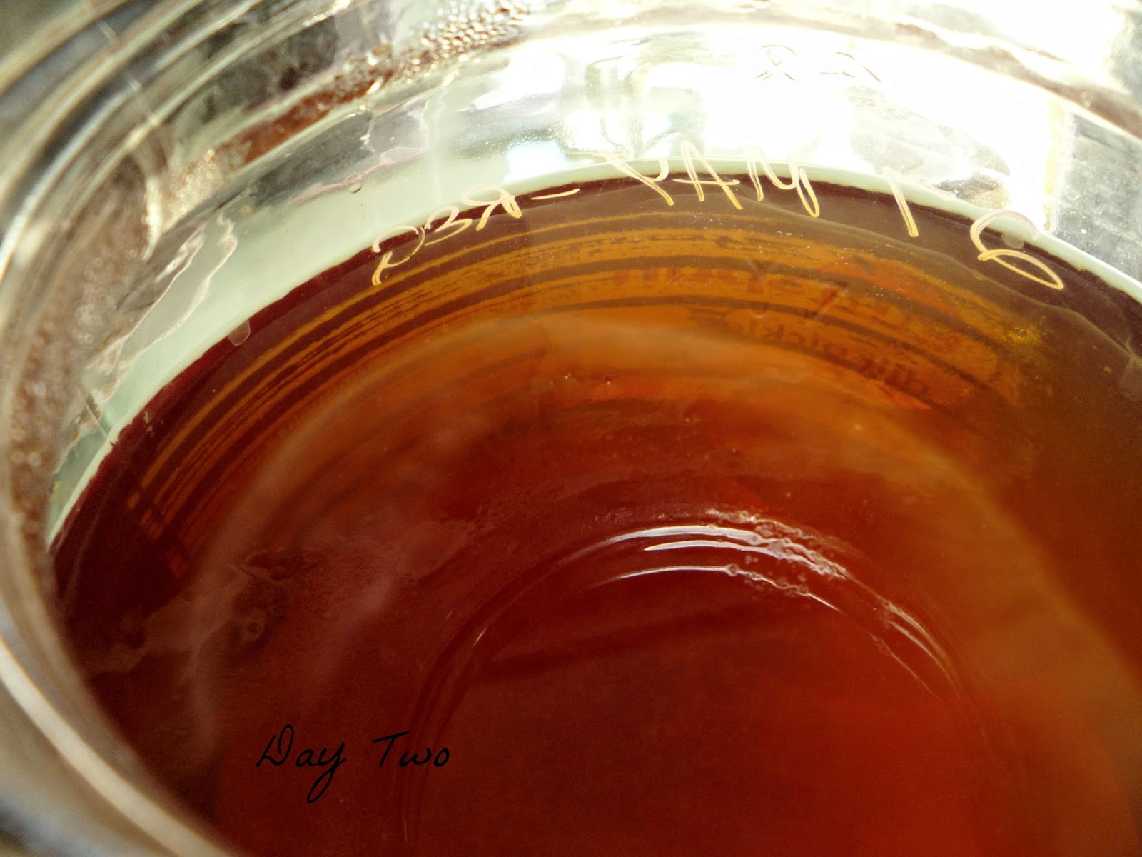 Winged Snail: Kombucha: SCOBY Formation