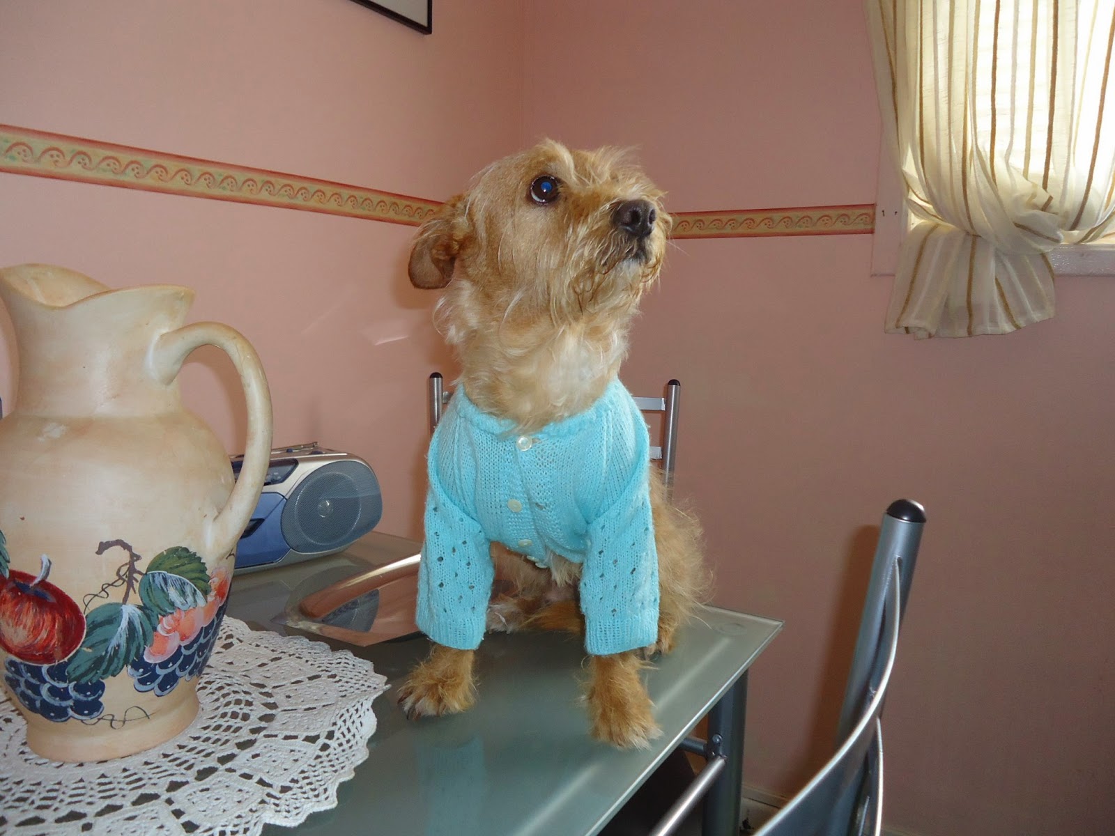 CANARIAS EN EL SIGLO 21: TOBY, en el día de los perros sin raza.