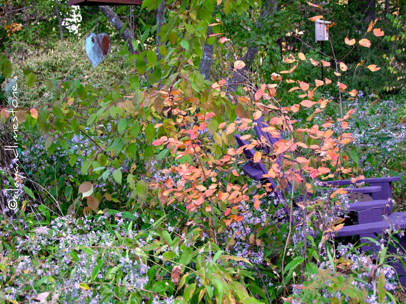 clay and limestone: Not The Climate For Xeric