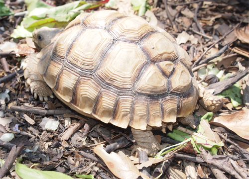 goReptiles: Split Scutes