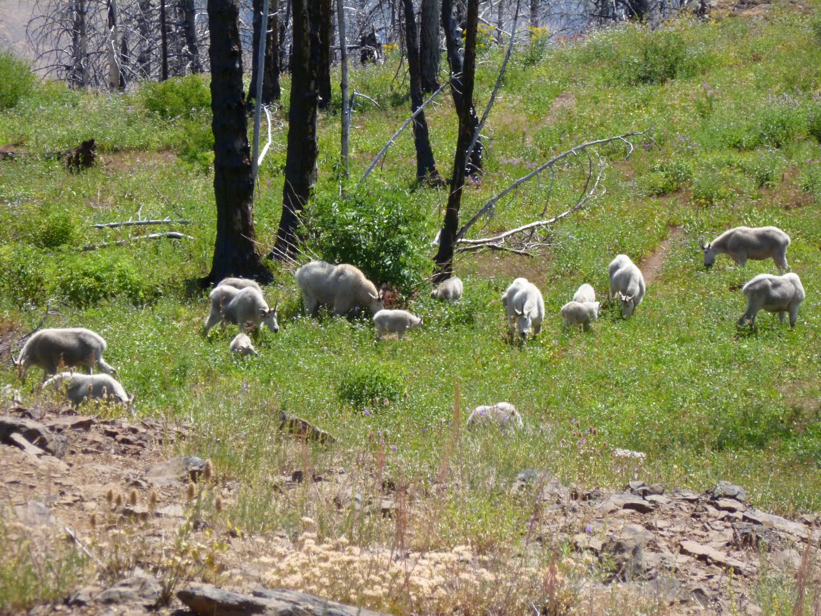 Oregon Hells Canyon National Recreation Area: Aug 21 - Mountain Goats ...