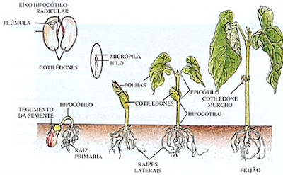 a tricolina biologa: organografia