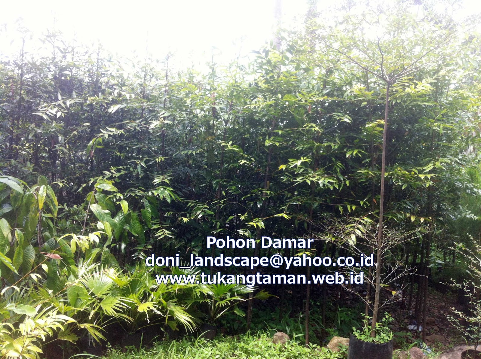 Jual Bibit Pohon Damar | Agathis dammara ~ TUKANG TAMAN