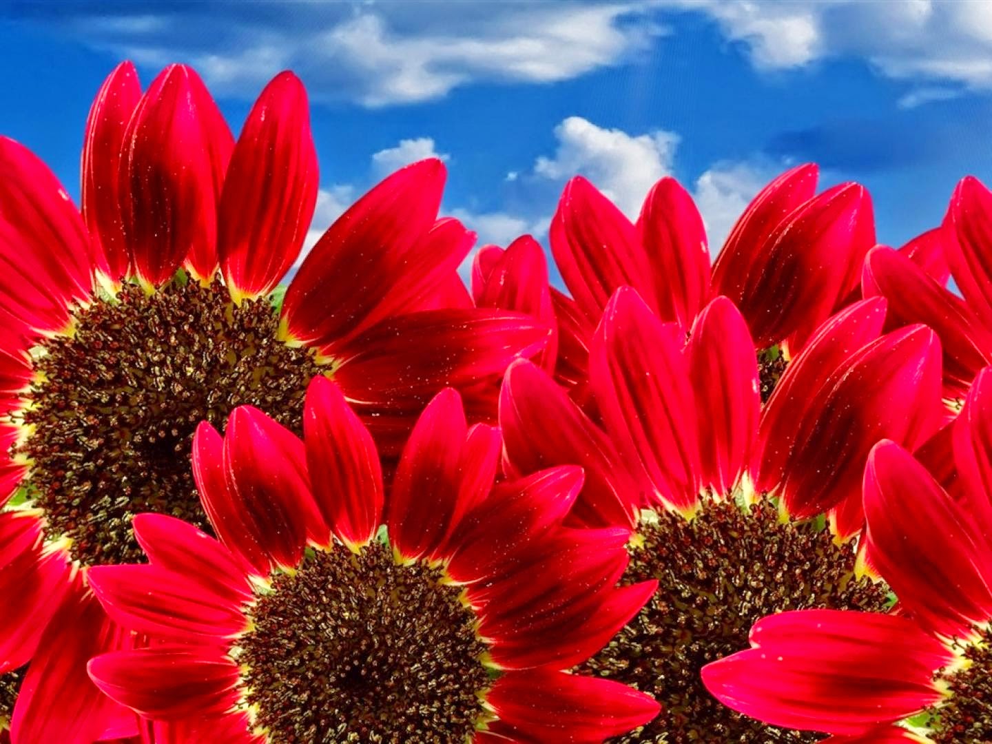 Flores Rojas, parte 3 - IMÁGENES PARA WHATSAPP ® y Fotos para perfiles