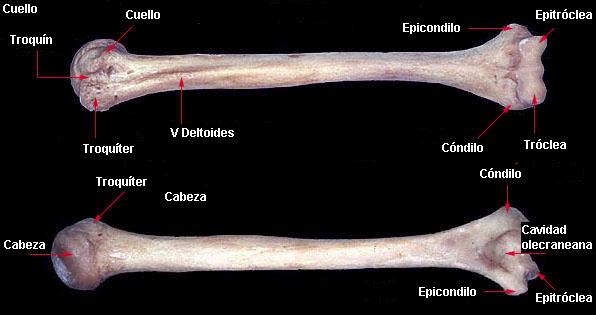 rayitos: Miembros Superiores