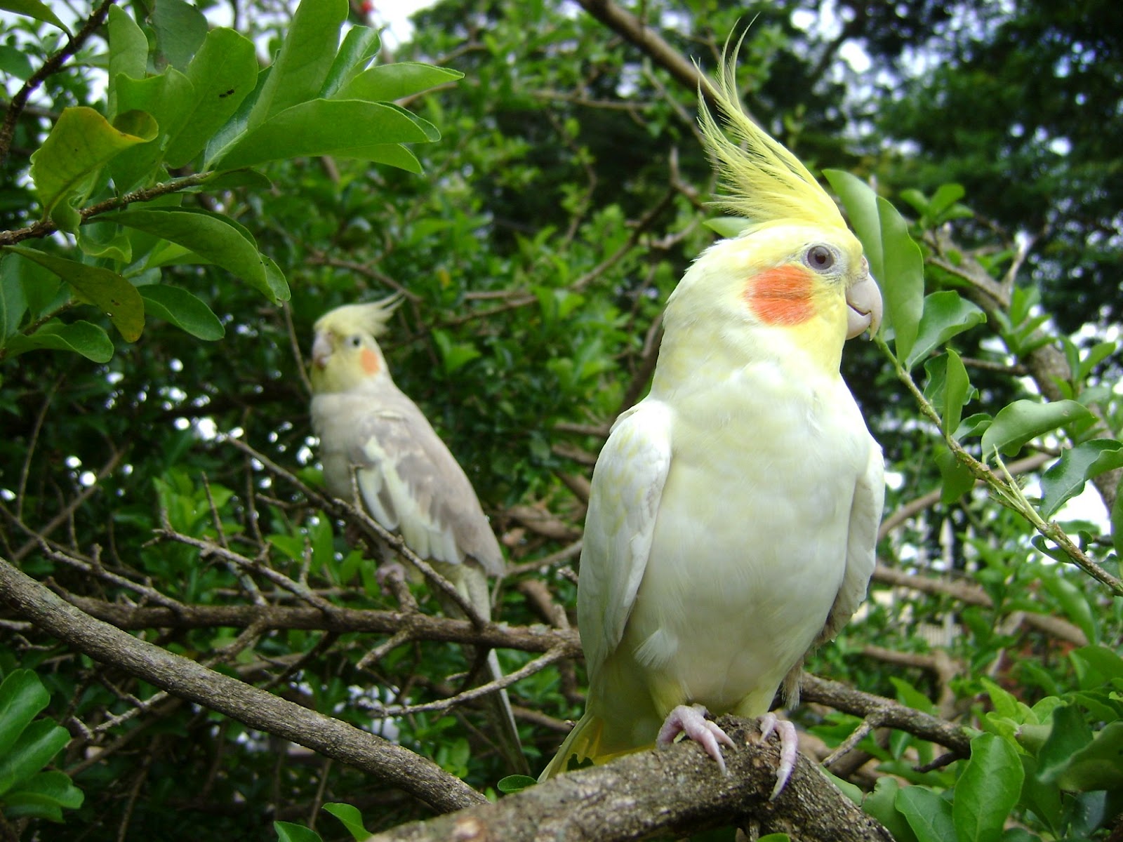 Peta - A calopsita !: Lindas imagens de calopsitas na natureza