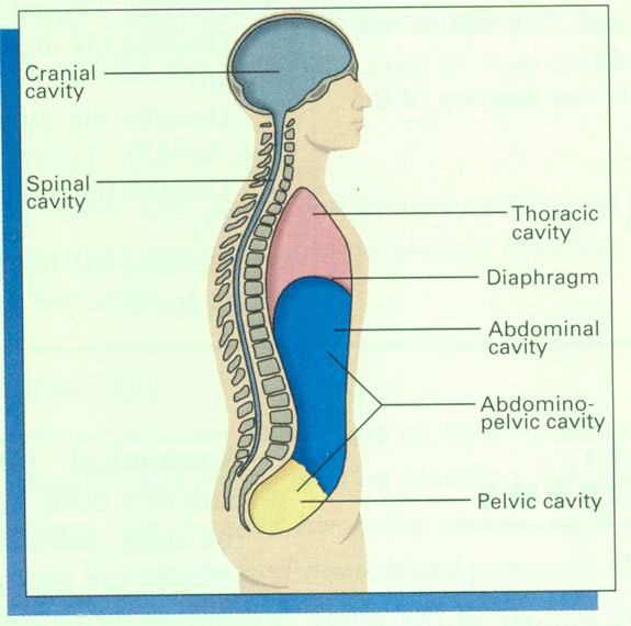BAB II Anatomi dan Faal Dasar