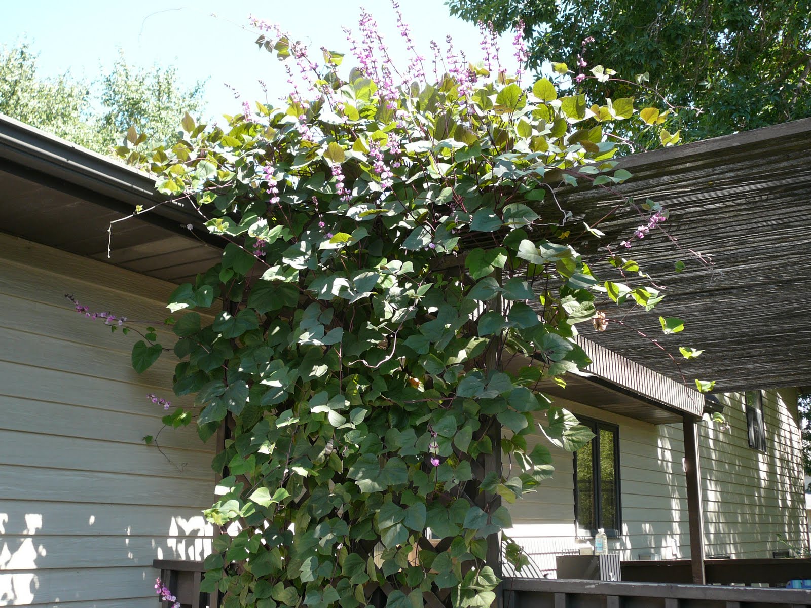 Allboyz: Pretty Vines!