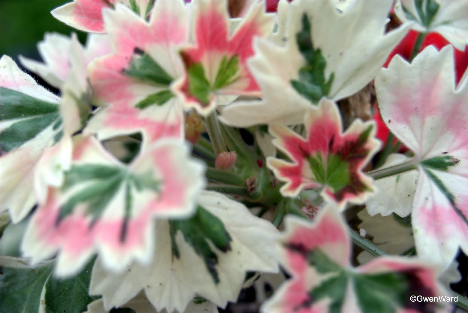 PERFECT PELARGONIUMS: Wordless Wednesday - 20/07/11 Stan Rawlings ...