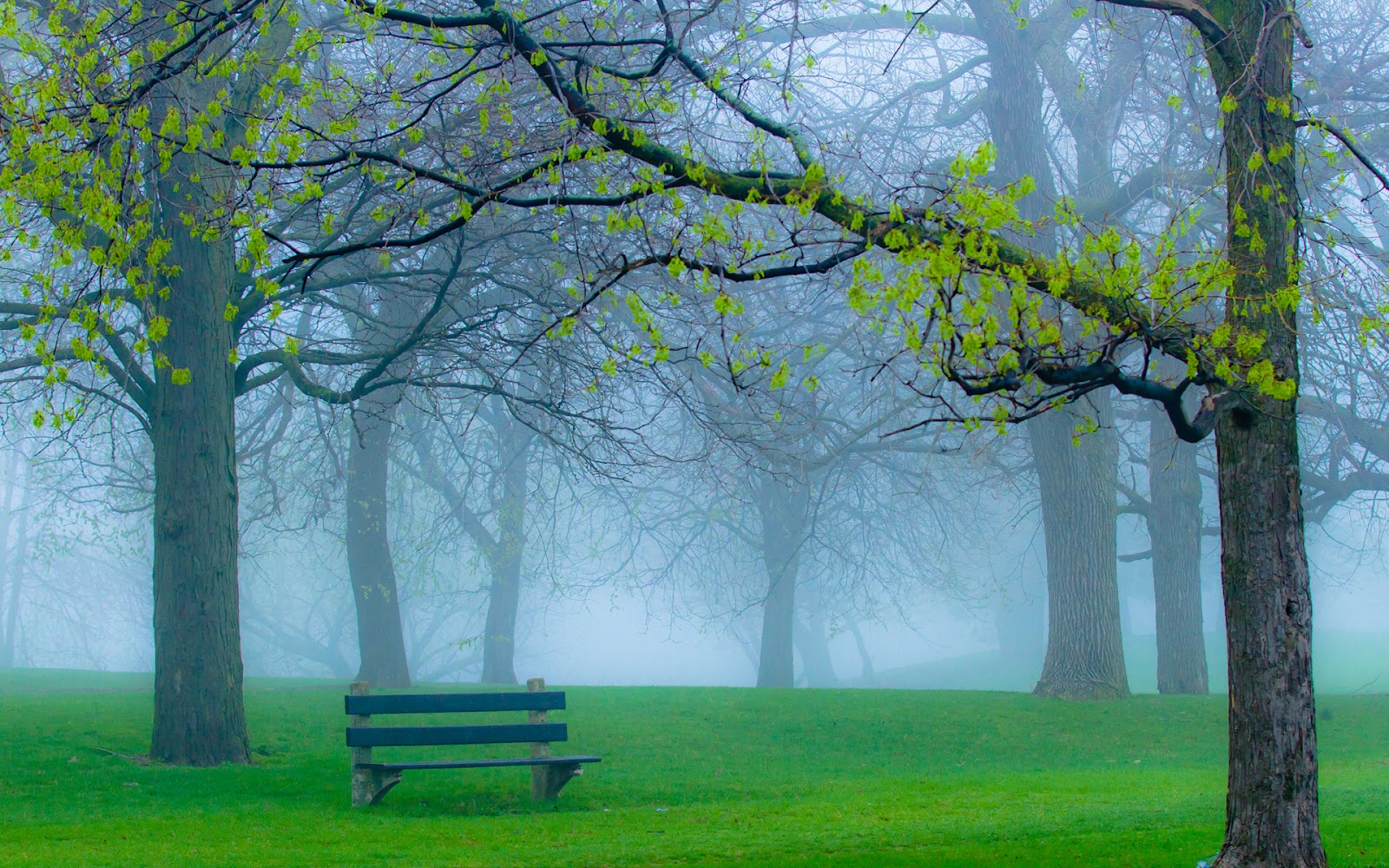 Niebla y Arboles del Parque - Fondos de Pantalla HD - Wallpapers HD