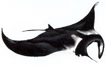 Raia Jamanta ou Arraia Jamanta (Manta Birostris)