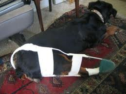 Veterinary Assistant Internship: Forms of External Coaptation