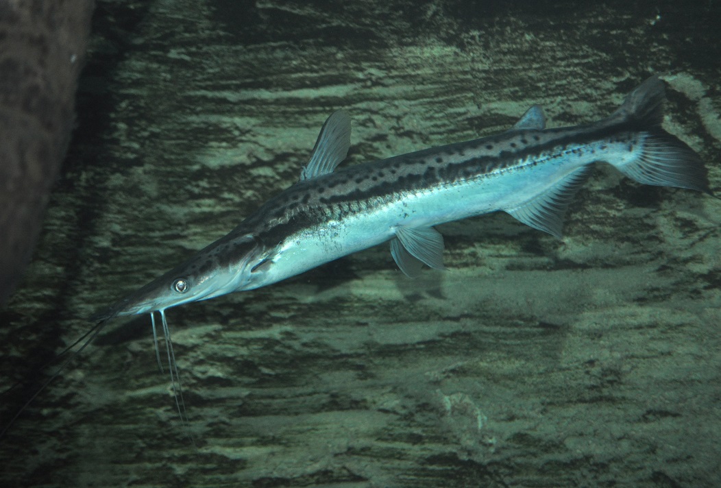 ZOOTOGRAFIANDO (6.100 ANIMALS): CUCHARÓN / DUCKBILL CATFISH (Sorubim lima)