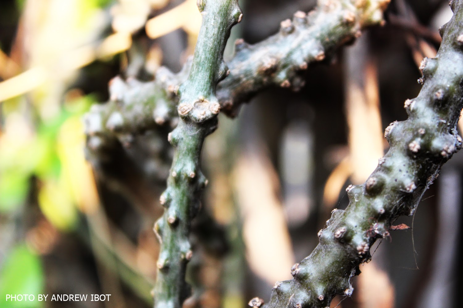 Ako si ANDREW IBOT!: Makabuhay (Tinospora rumphii Boerl)