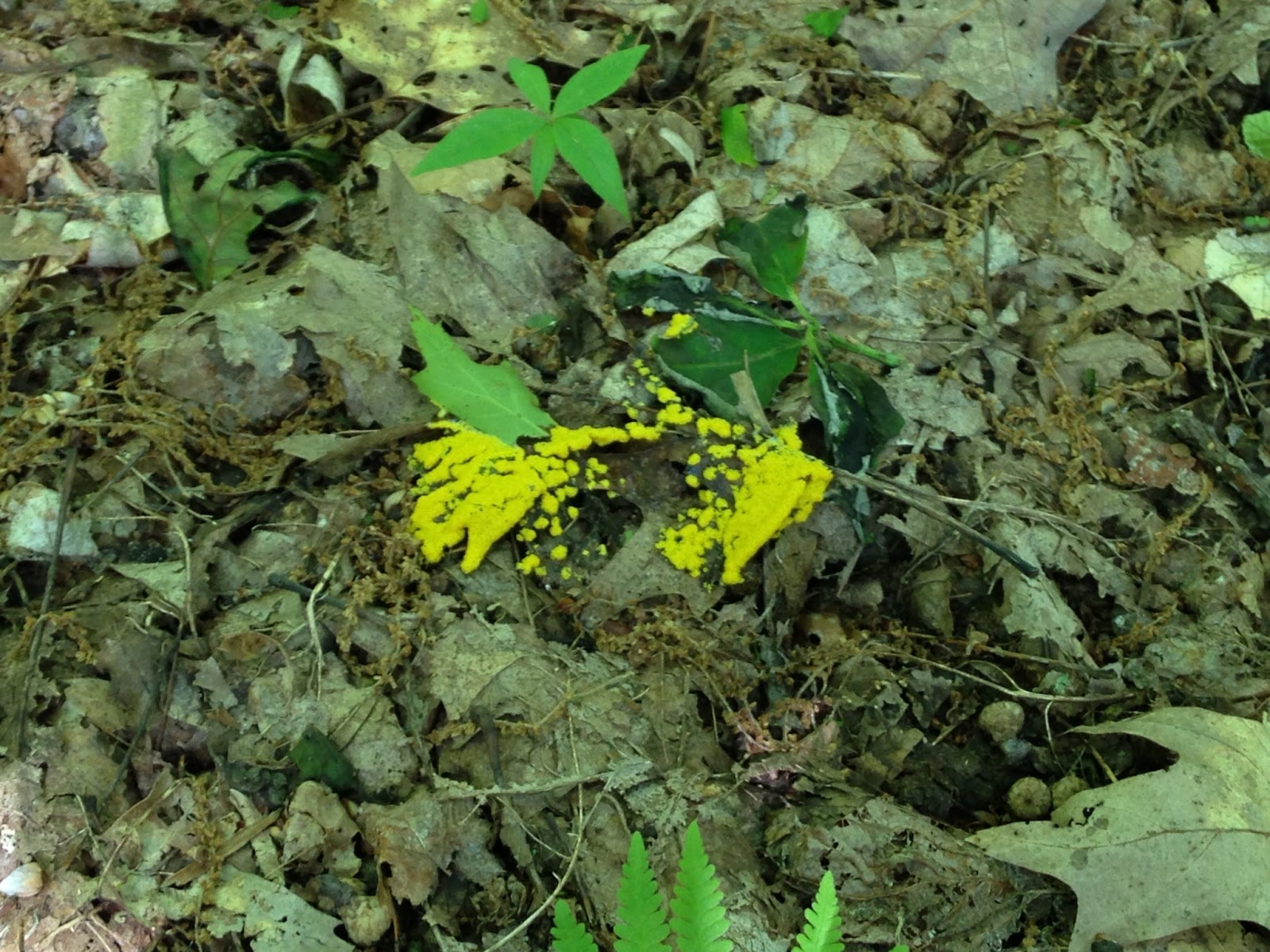 Mountain Lake Conservancy