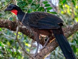 Café com a Beth: Café Jacu ou Jacu Bird Coffee