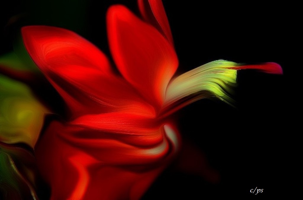 ps-pictureshop: Blumen, flores, Flower, fleurs, květiny, Flores, blomme