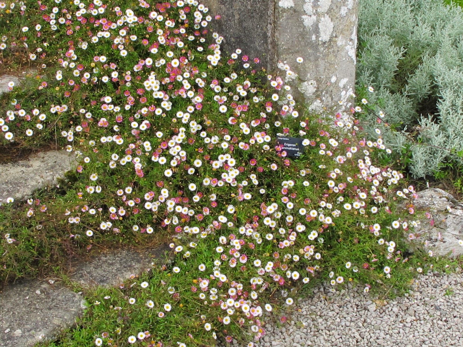 greentapestry : Garden Bloggers Bloom Day ~ November 2014