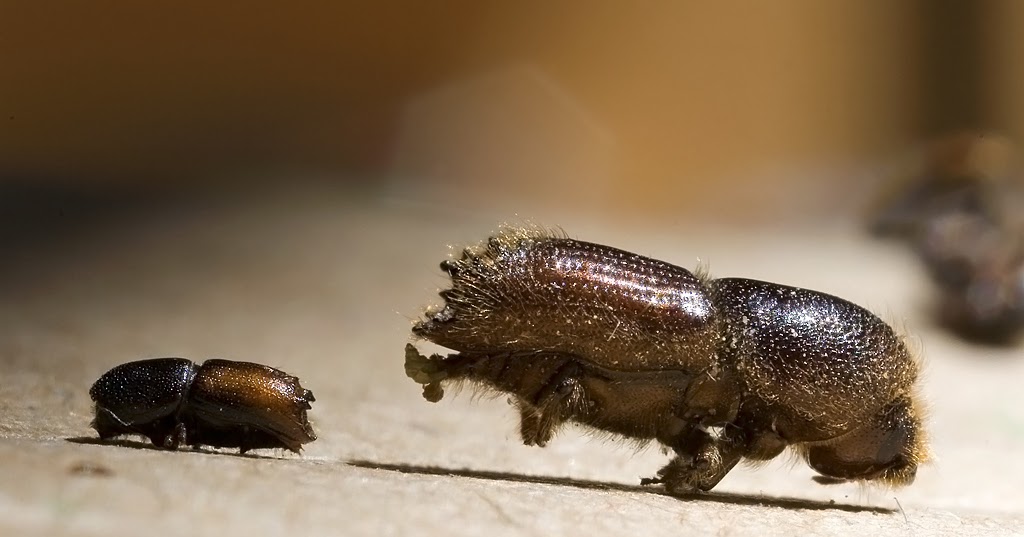 Invertebrados de Huesca: Ips acuminatus & Ips sexdentatus (barrenillos ...