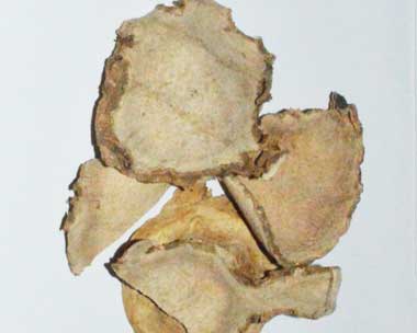 Temu hitam/ Temu Ireng (Curcuma aeruginosa Roxb) | BATUMAS PERKASA