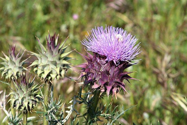 BlogDosForninhenses: O cardo