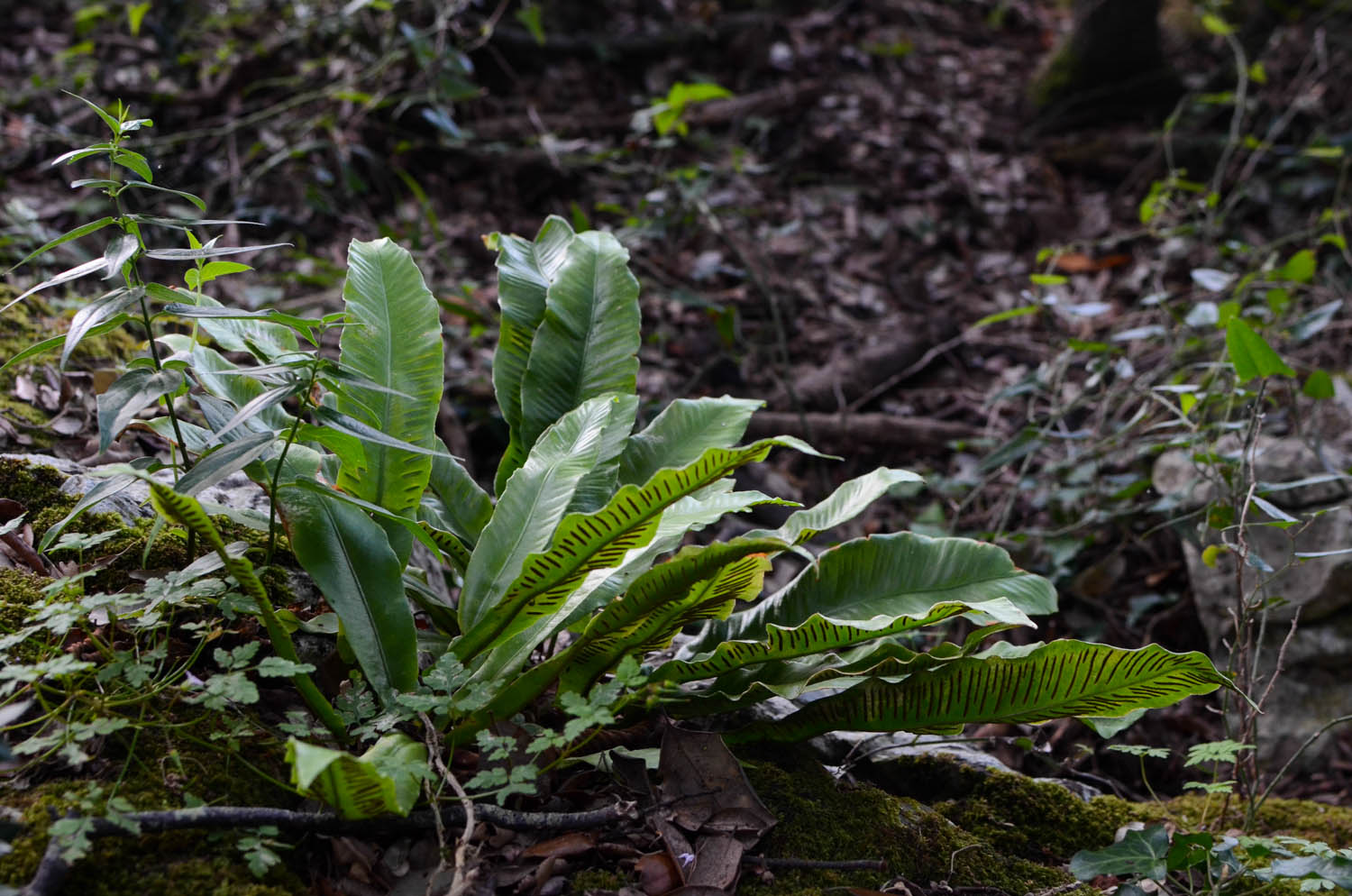 ALMANAQUE NATURAL: Los Encinares más norteños