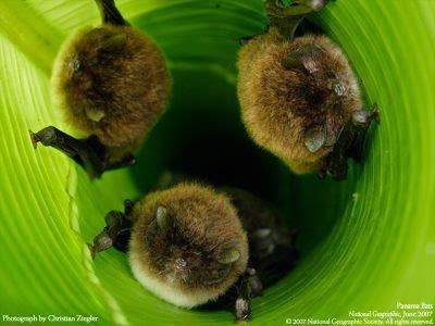 Spix Disc-Winged Bat (Thyroptera tricolor) ~ The Comfort of Family