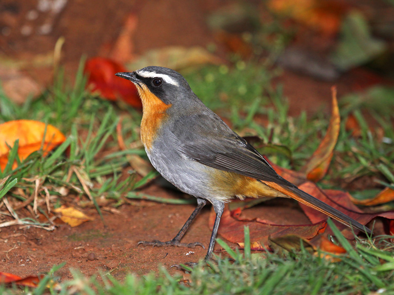 The Lazy Birder: Week 20 - Garden Birds