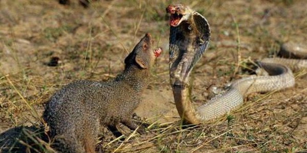 Paambu kadithal keeri saguma??? | GMI