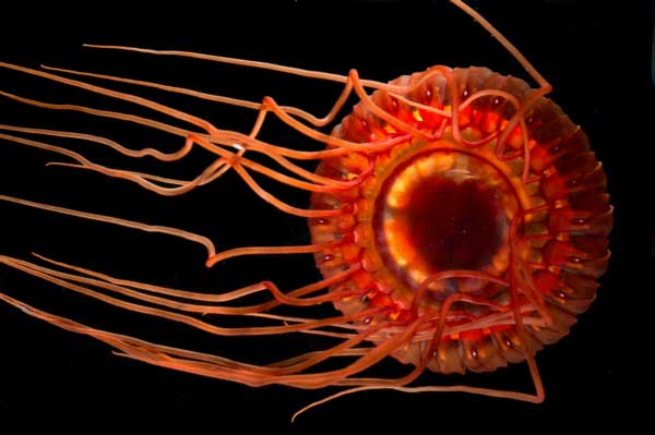 Real Monstrosities: Atolla Jellyfish