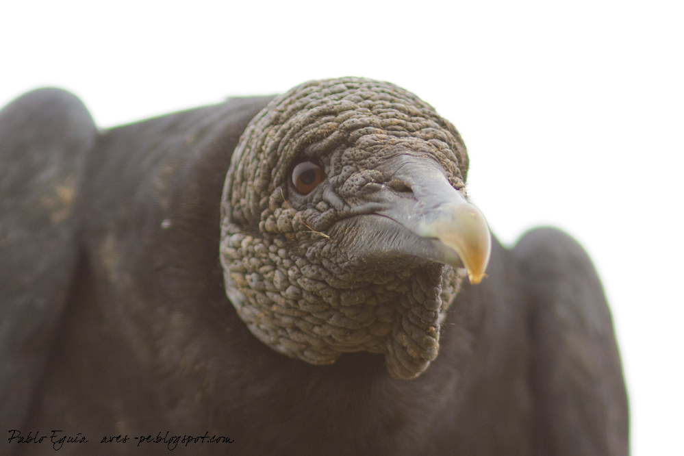 mis fotos de aves: Coragyps atratus Jote Cabeza Negra American Black ...