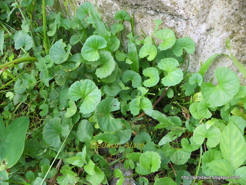 Dedaun Alam: Ulaman - Bahagian 4